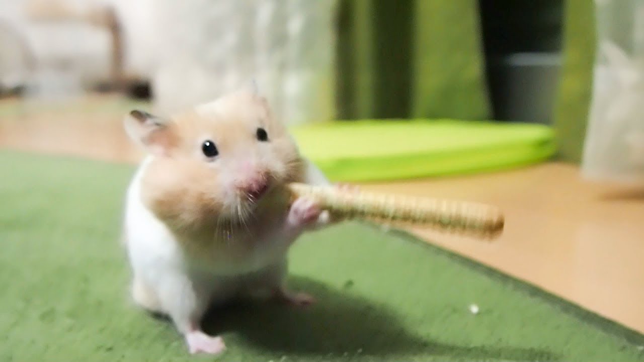 おやつを重量挙げみたいに持ち上げるハムスター！おもしろ可愛いハムスターFunny hamster lifting a snack like a ...