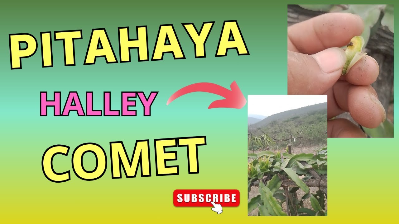 Como es la PITAHAYA halley COMET ? - YouTube