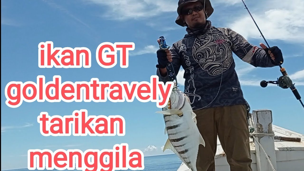 ikan gt (goldentravely) tarikan menggila - YouTube