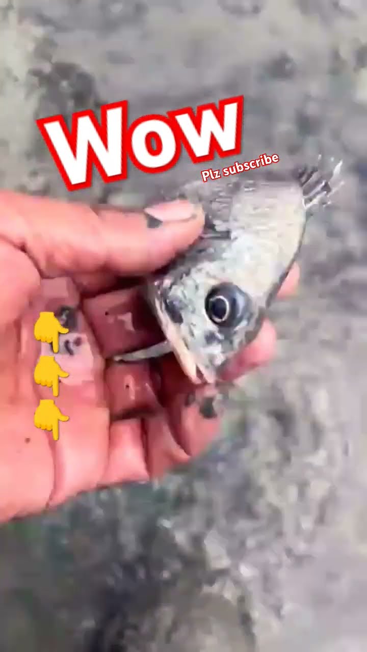 wow fish #fishingequipment #fishingvideo #fish #fishingmethod # ...