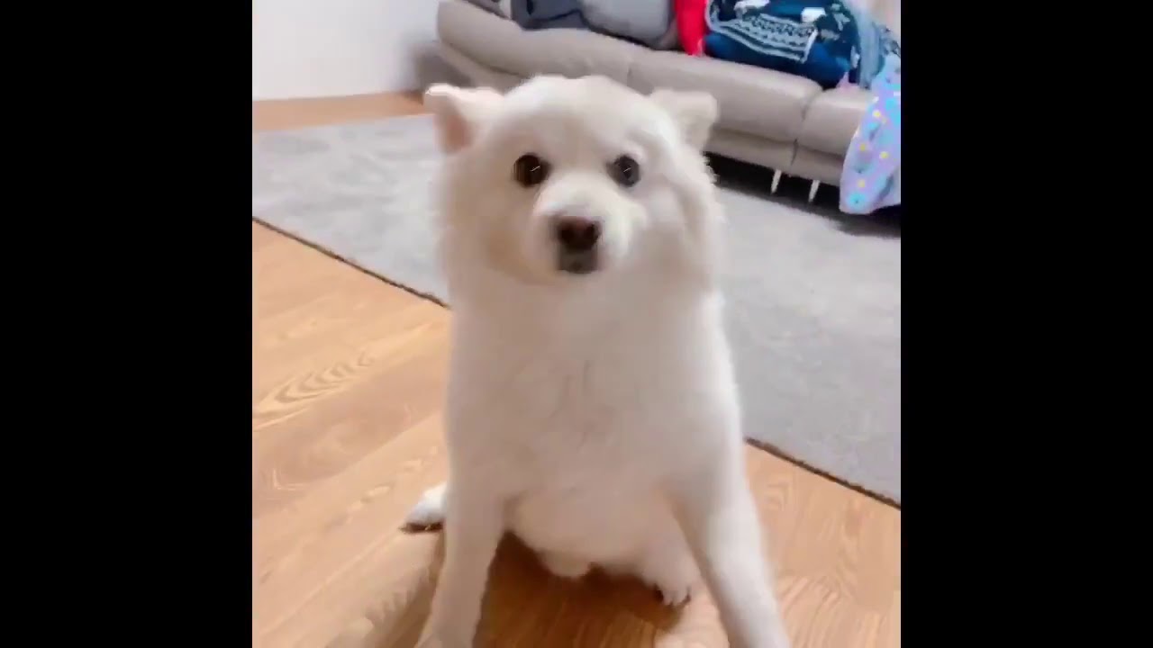 190122 BTS NAMJOON Twitter update with his pet dog Moani - YouTube