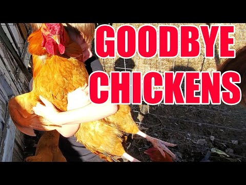 Saying GOODBYE to Our Chickens #seekyourtruth - YouTube