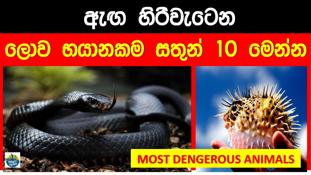 ලොව භයානකම සතුන් 10 මෙන්න.. World Most Dangerous Animals ( Lowa ...