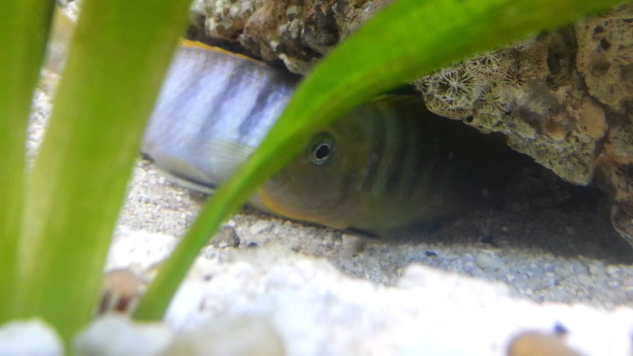 SRT Hongi's Breeding. - YouTube