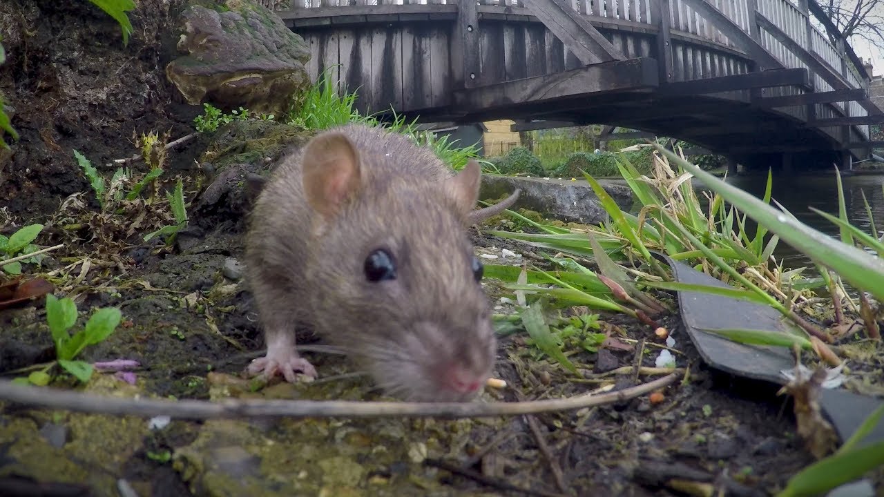 Rat vs GoPro - Brown Rats, Grey Wagtail - Clapton Pond, Hackney, London ...