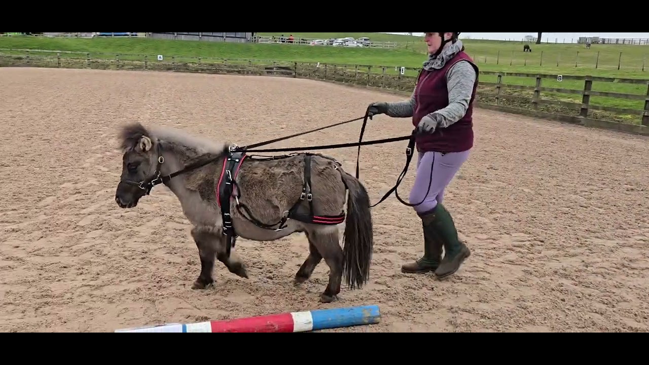 Dressage entry Jan/Feb 2025. DA 1B walk in hand. Courellis Balloo (Chutney) - YouTube