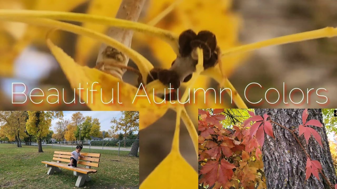 Beautiful Autumn colors/Fall season/#seeyounextyear - YouTube