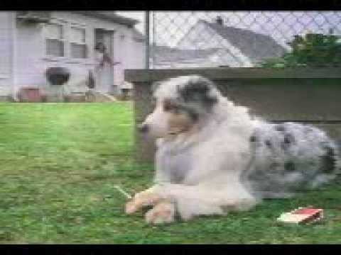 Siqara(Video By Samed)