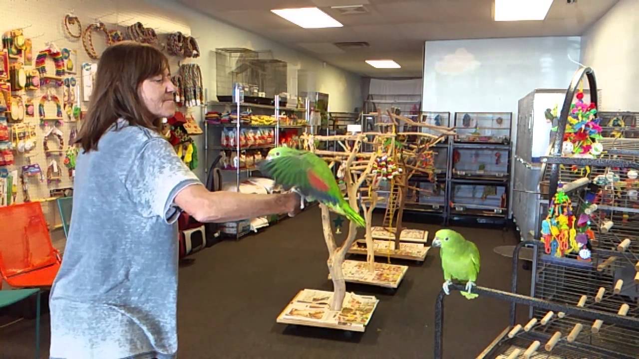 Pampered Parrot Tx - Training Naped Amazons - YouTube