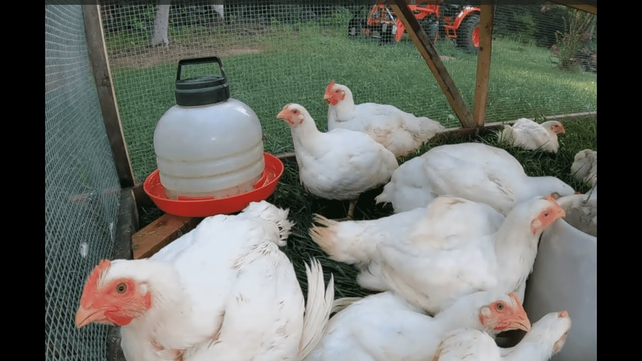 The Best Medium-Sized Chicken Tractor? - YouTube