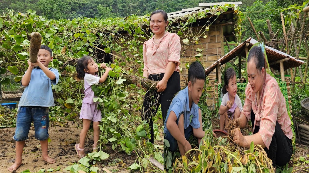 Daily life of a girl going to the fields to pick peanuts, Build shelter ...