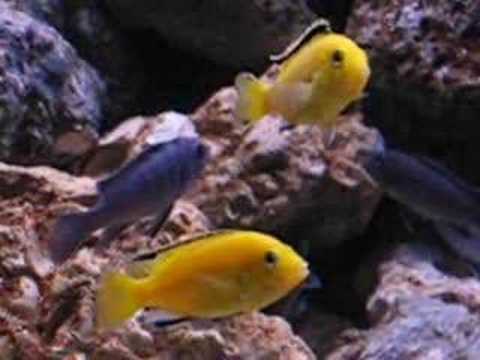 Lake Malawi Mbuna UPDATE *NEW FISH!* for 90 gallon CICHLIDS GALORE ...