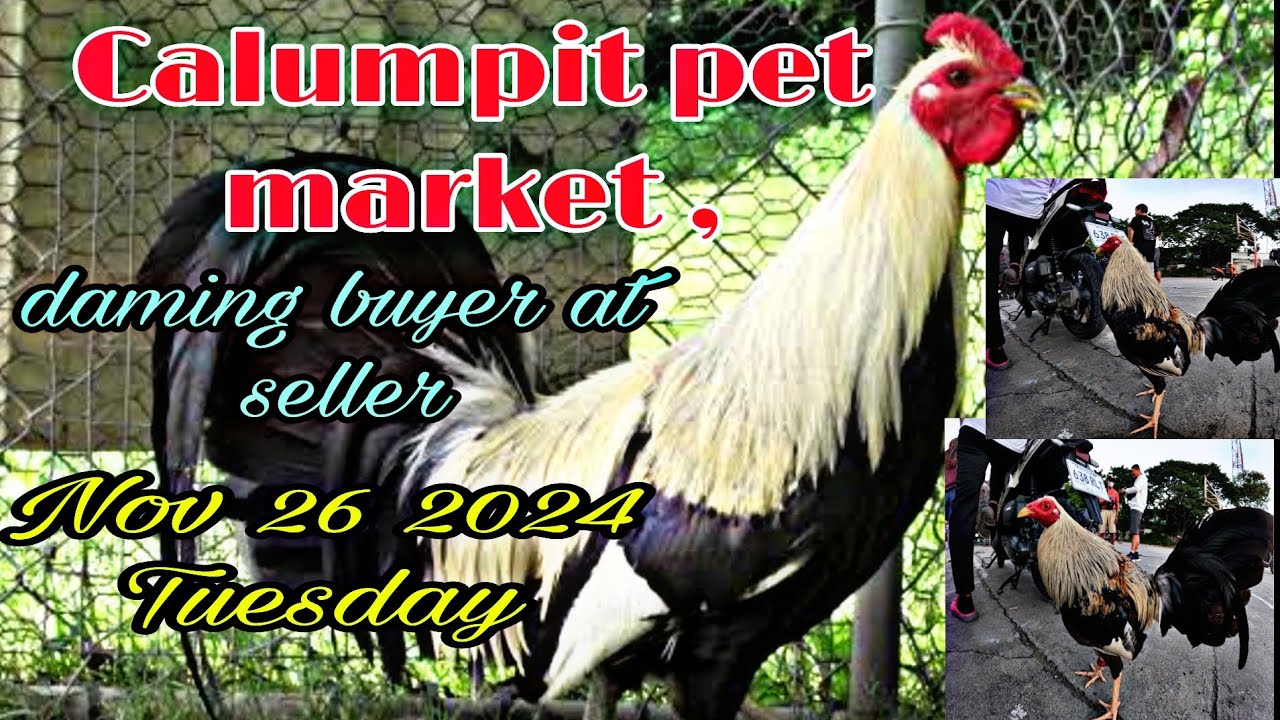 Calumpit pet market daming buyer at seller , Nov 26 2024 Tuesda . - YouTube