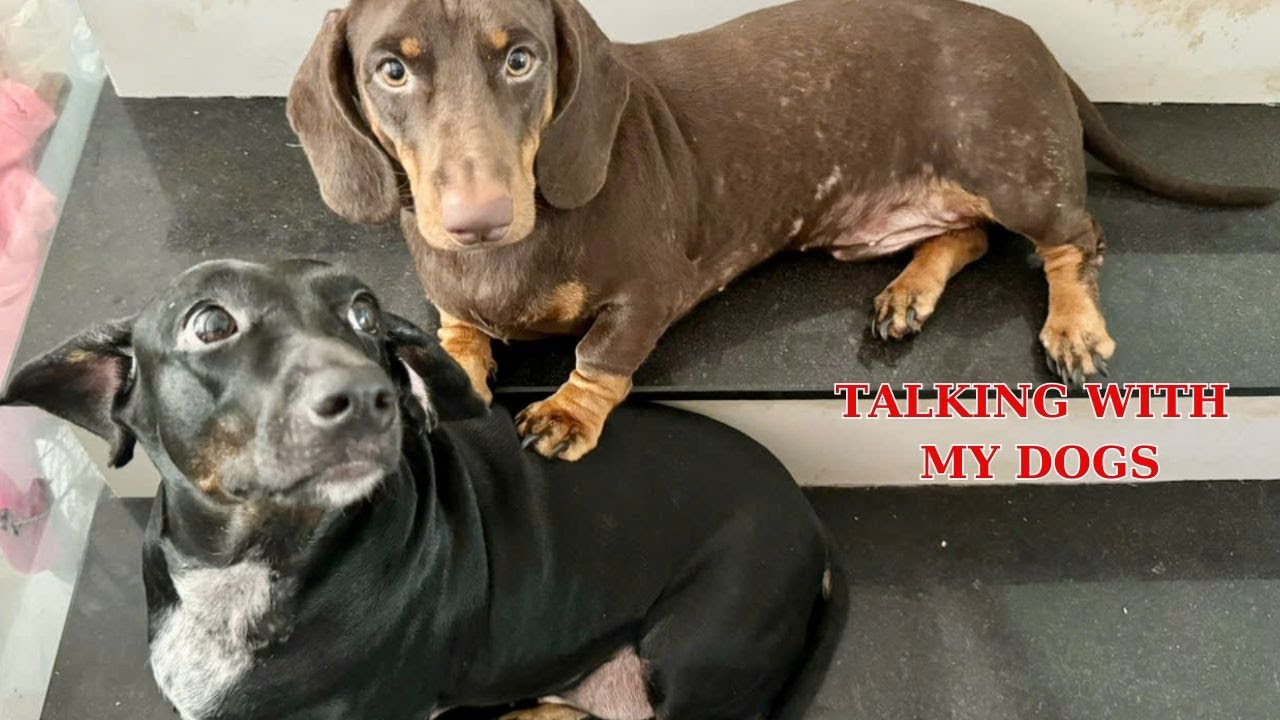 Talking With Dogs - A Funny Talking Dogs Videos Compilation 2024 - YouTube