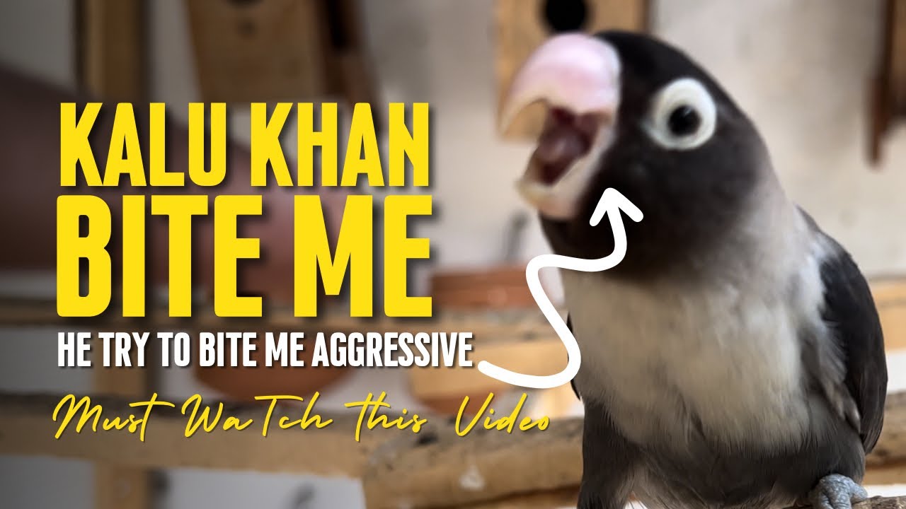 Love Bird Bite me | peacock feathers | Gouldian Fiches - YouTube