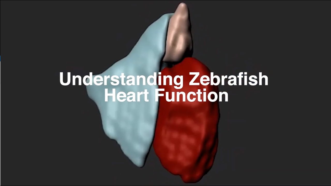 Understanding Zebrafish Heart Function - Understand the Development of ...