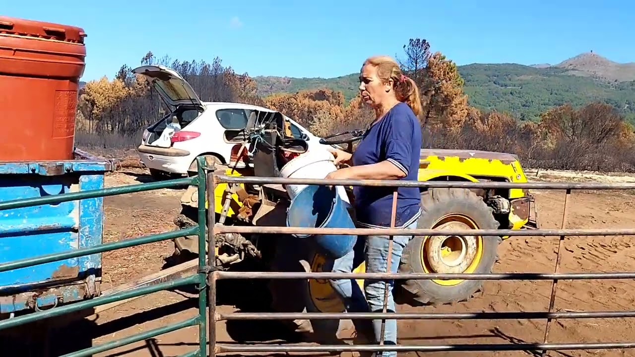 Echando agua al ganado - YouTube