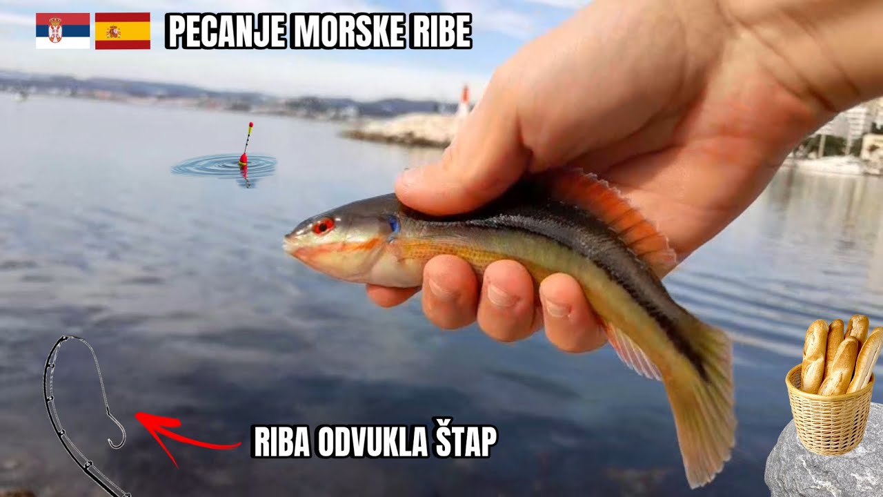 RIBA ODVUKLA ŠTAP - PECANJE MORSKE RIBE #pecanje #riba #more #sea # ...