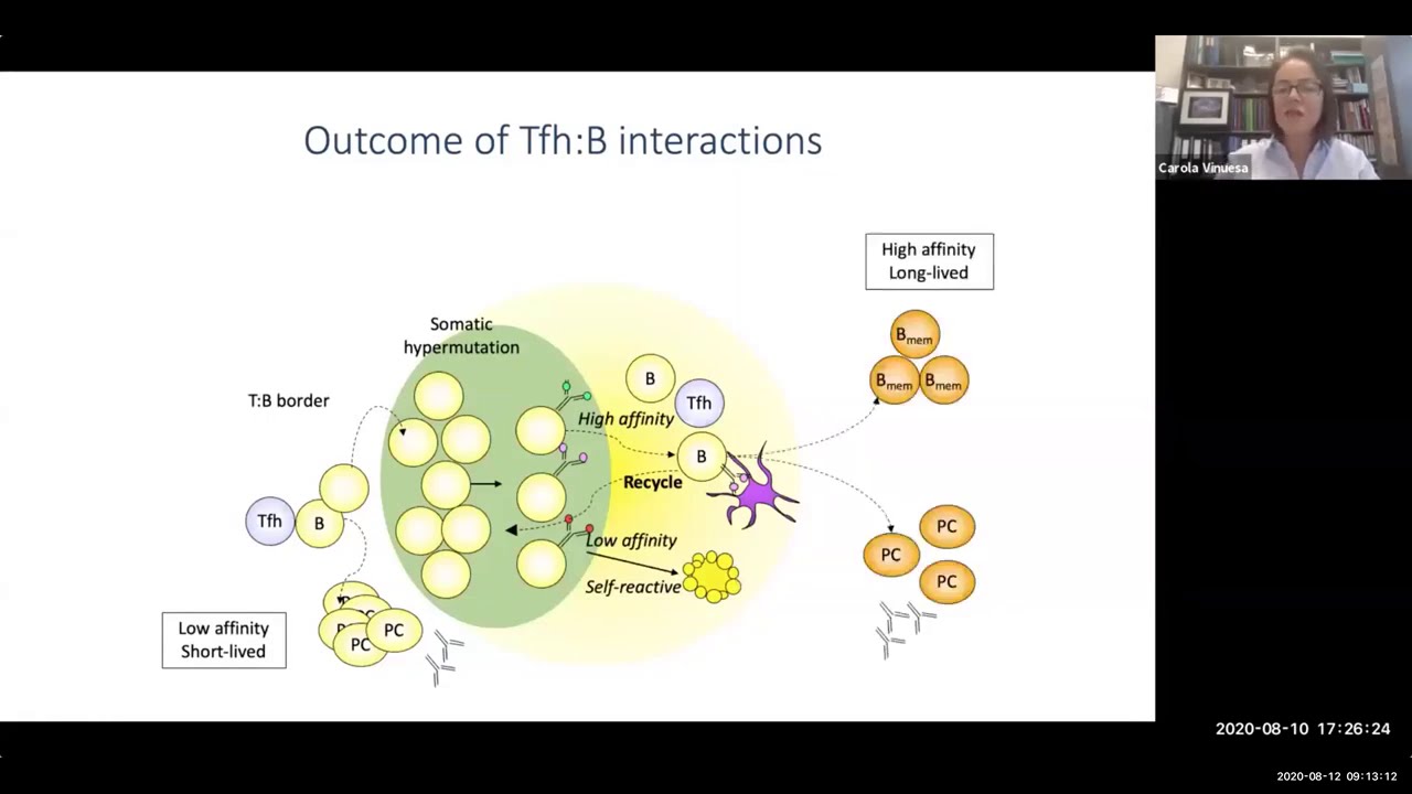 Follicular T Cells and Their Regulation of Antibody Responses/Class ...