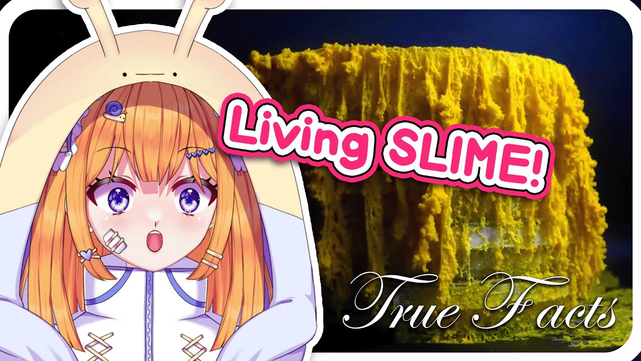 I didn't know living slime is a thing... TRUE FACTS about SLIME | Snail ...
