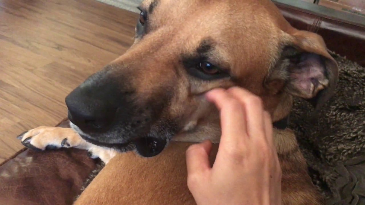 My funny dog can half smile! - YouTube