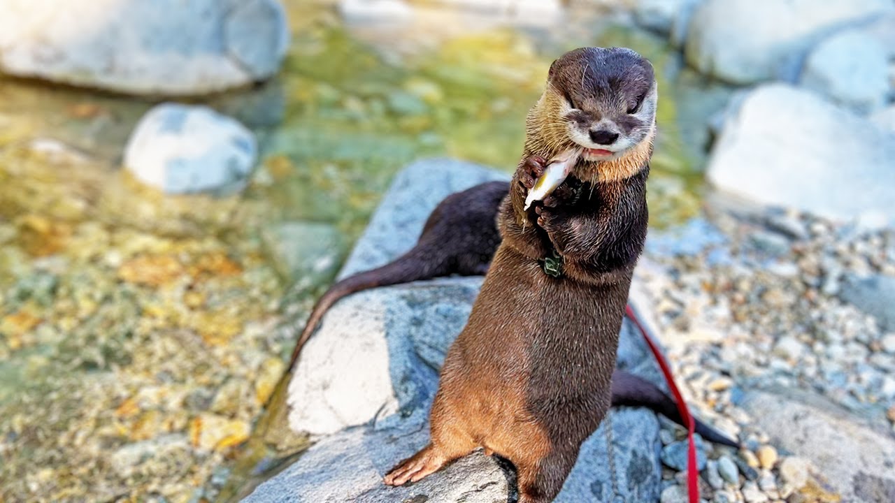 [Original Video] Otter Makes Childish Mistake at Camp - YouTube
