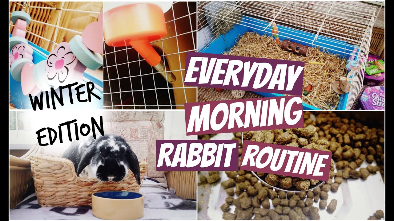 Everyday Morning Rabbit Routine: Winter Edition 2015 | RosieBunneh ...