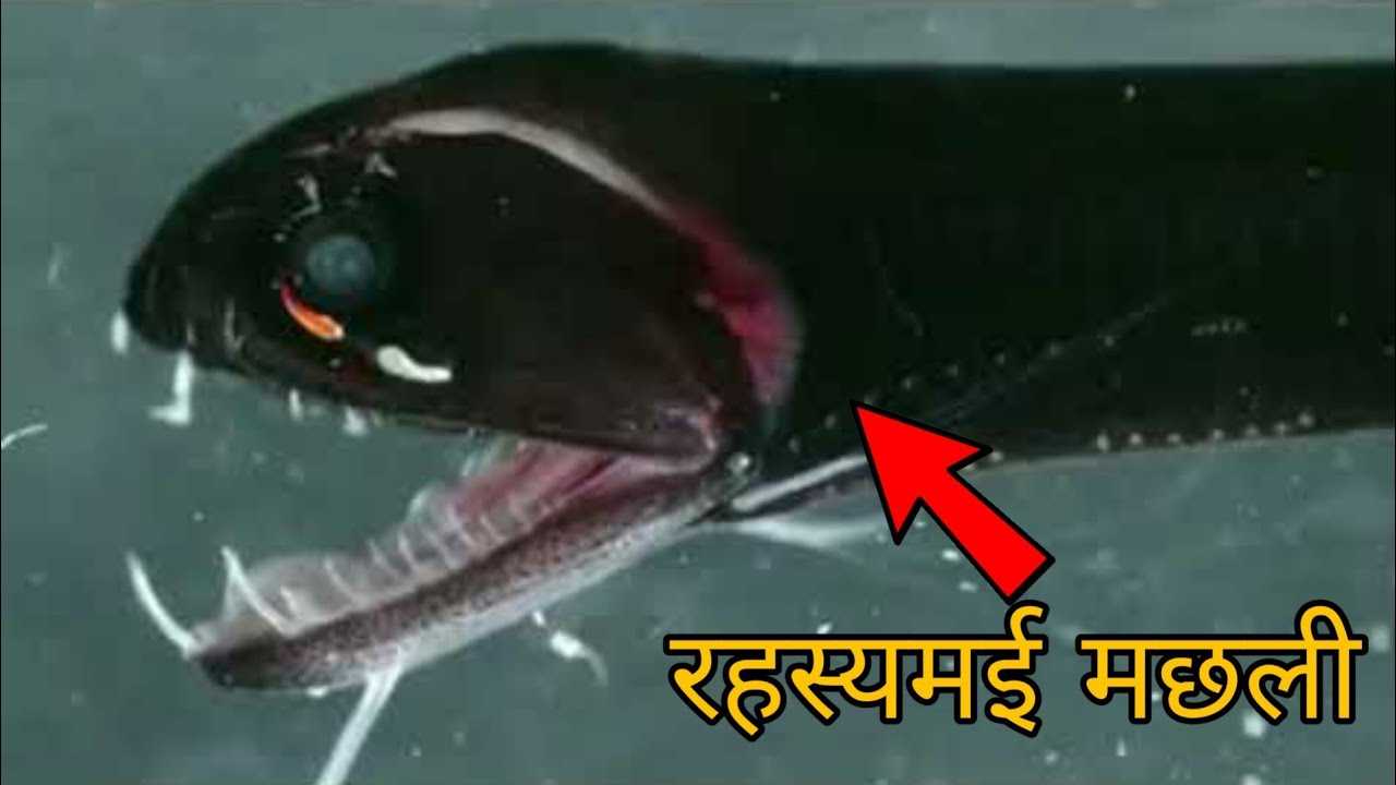 Darkest Fish ever | Most Dark thing In the World | Mystical underwater ...
