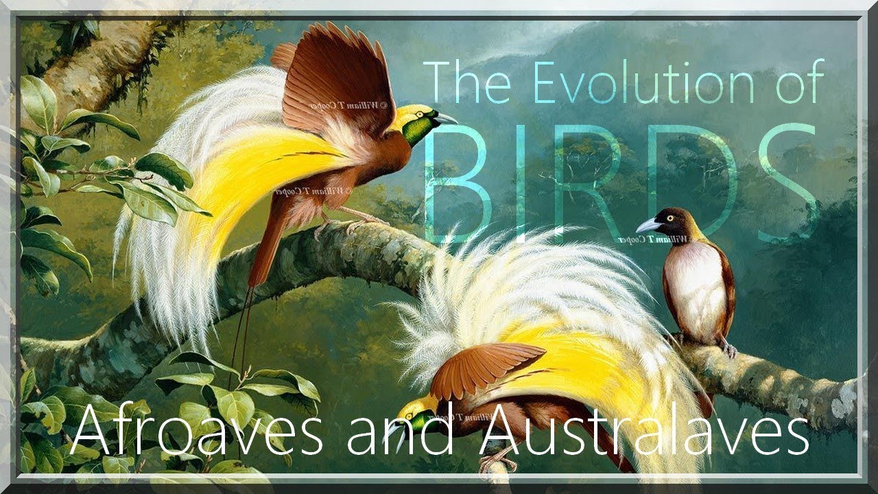 BIRDS VI : Afroaves and Australaves 🐦 - YouTube