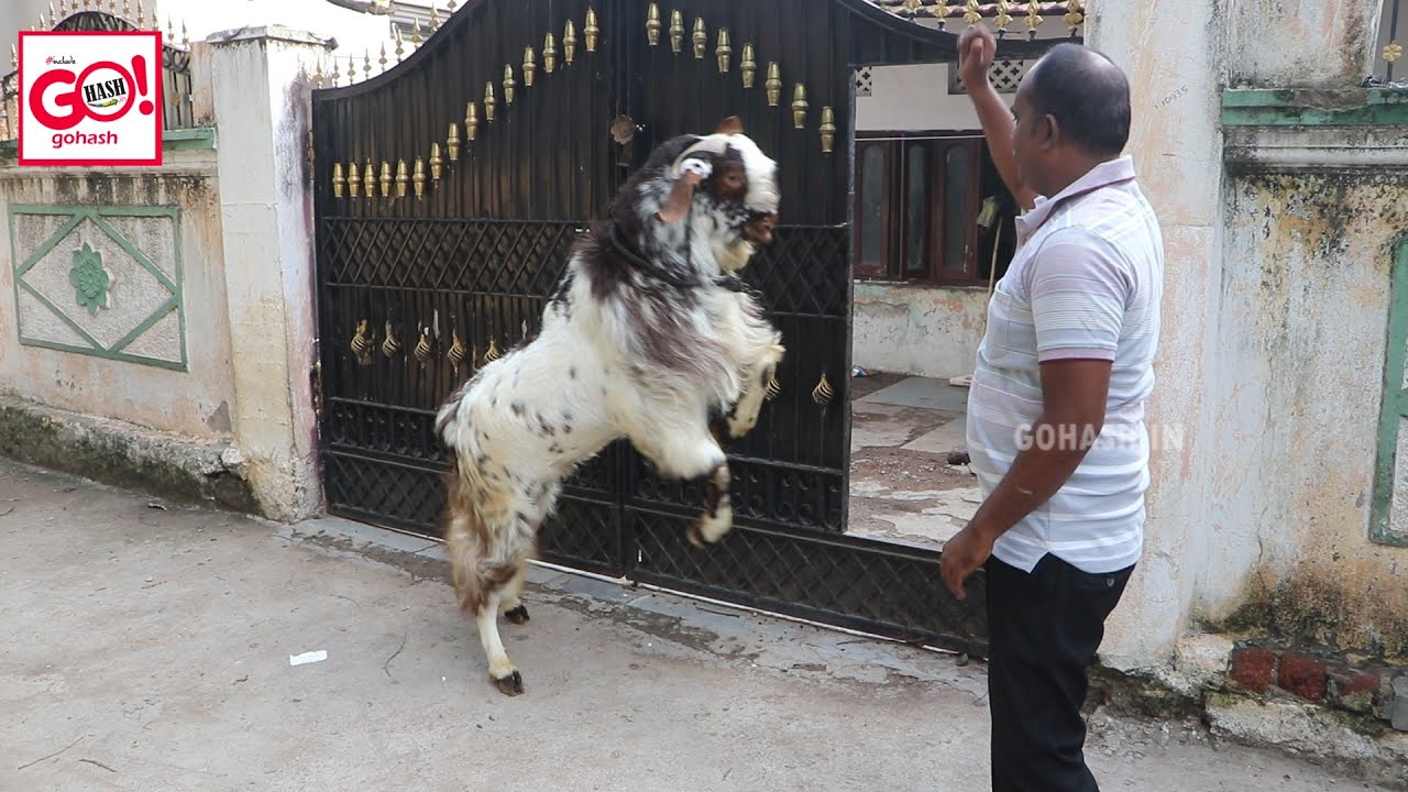 SULTAN GOAT SPECIAL BREED NOW ON SALE IN GULBARGA | CALL: 9611845577 ...