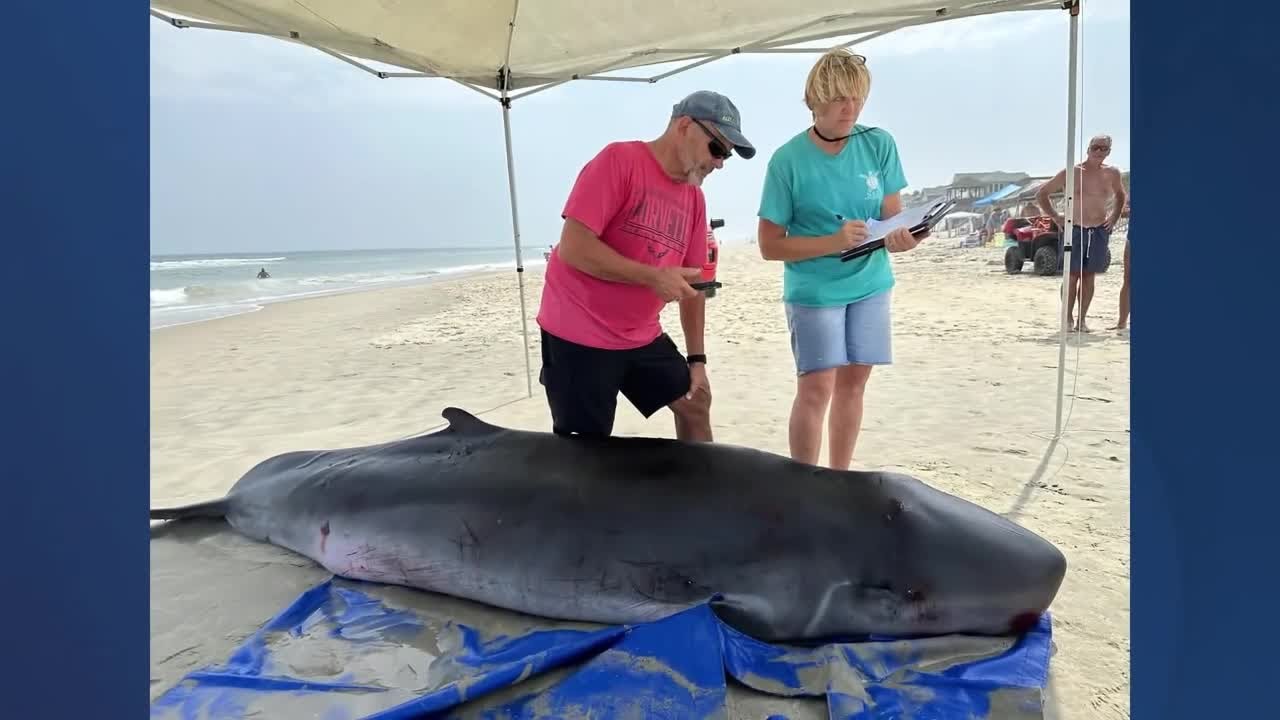 Pygmy Sperm Whale