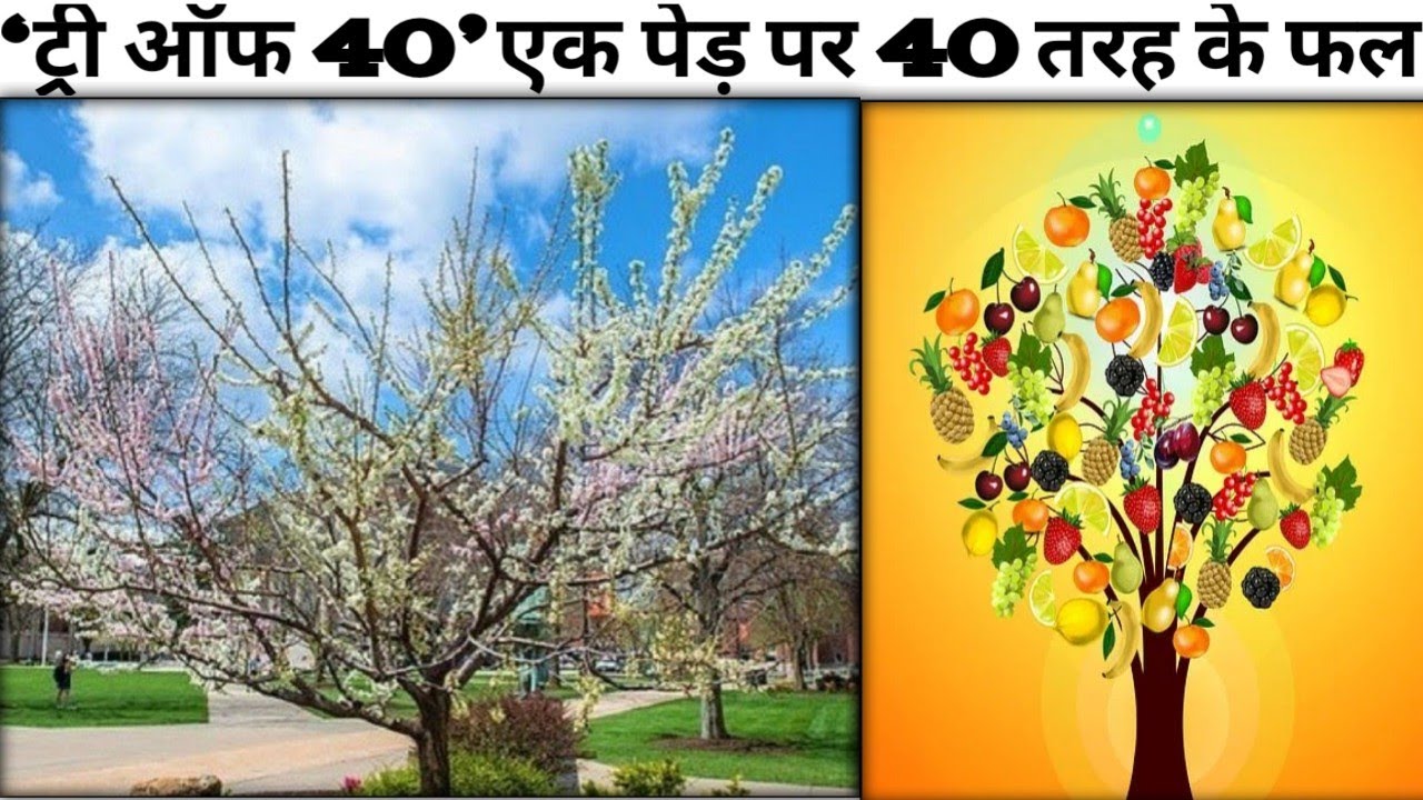 Tree of '40' ||Tree of fourty fruit || दुनिया के इस सबसे Amazing पेड़ ...