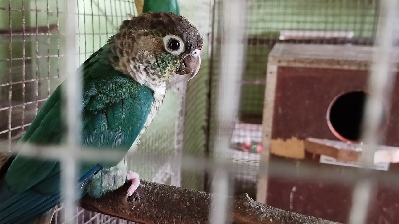 Breeding Setup of my Bird Farm - YouTube