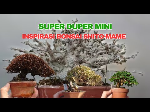 KEREEN NIH!! INSPIRASI BONSAI SUPER MINI (SHITO-MAME)