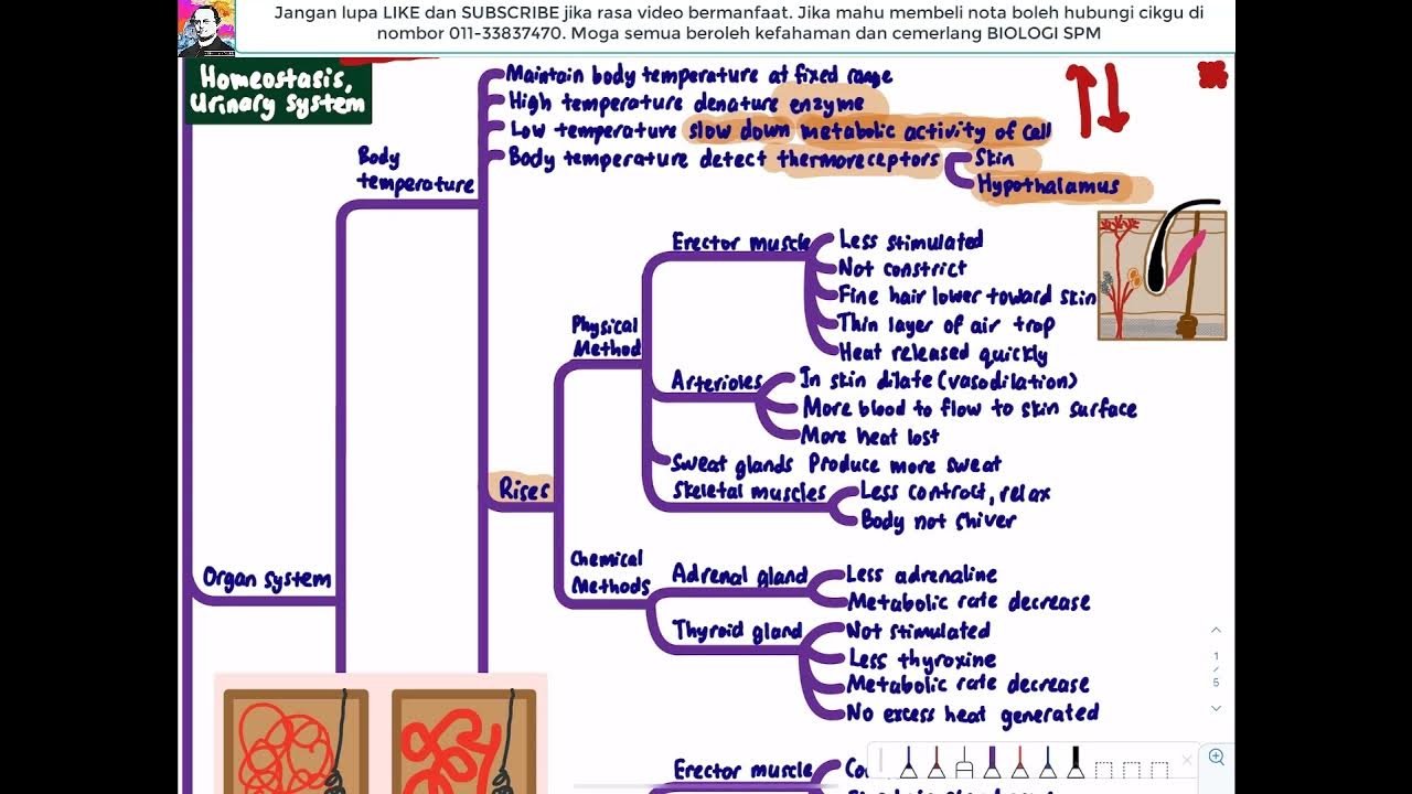 BIOLOGY KSSM F4- Chapter 13 Homeostasis and the Human Urinary System ...