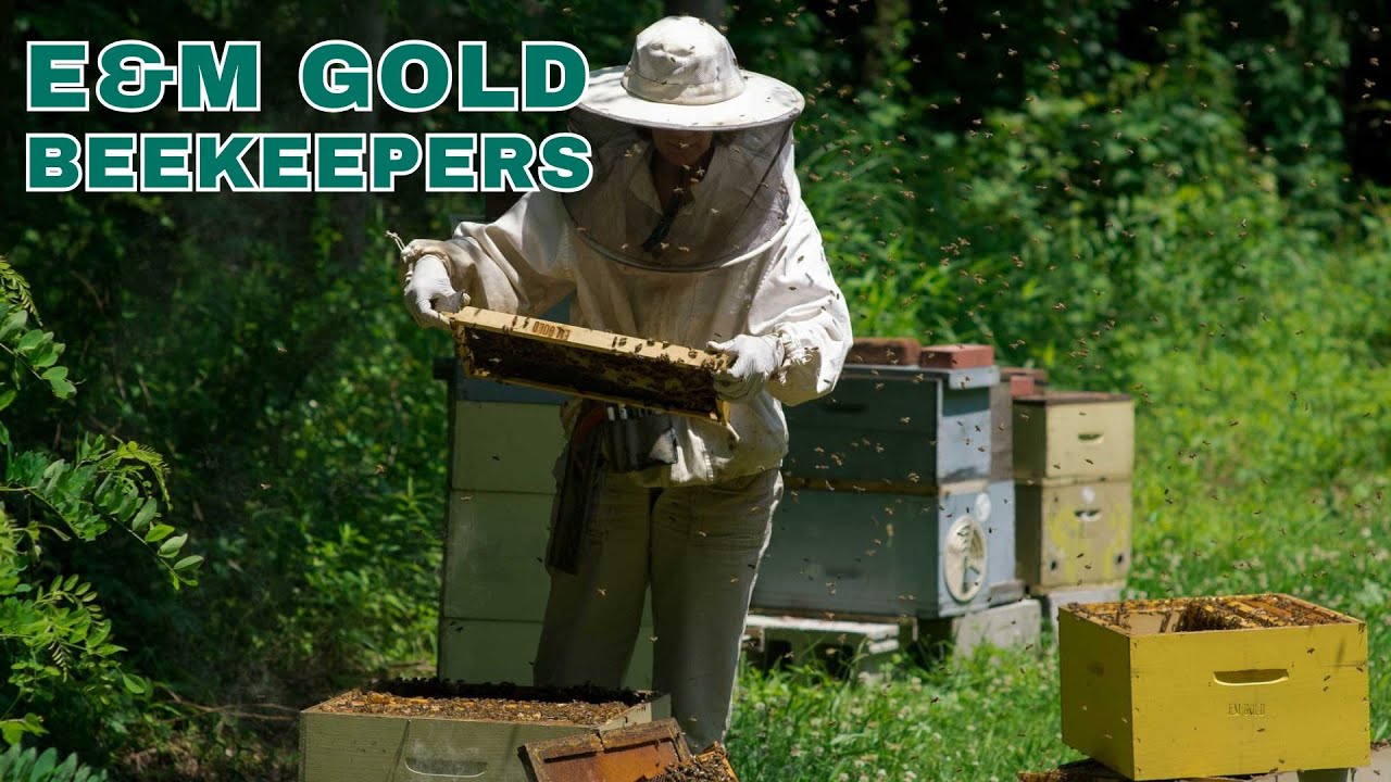 How E&M Gold Turns Beekeeping into a Thriving Business - YouTube