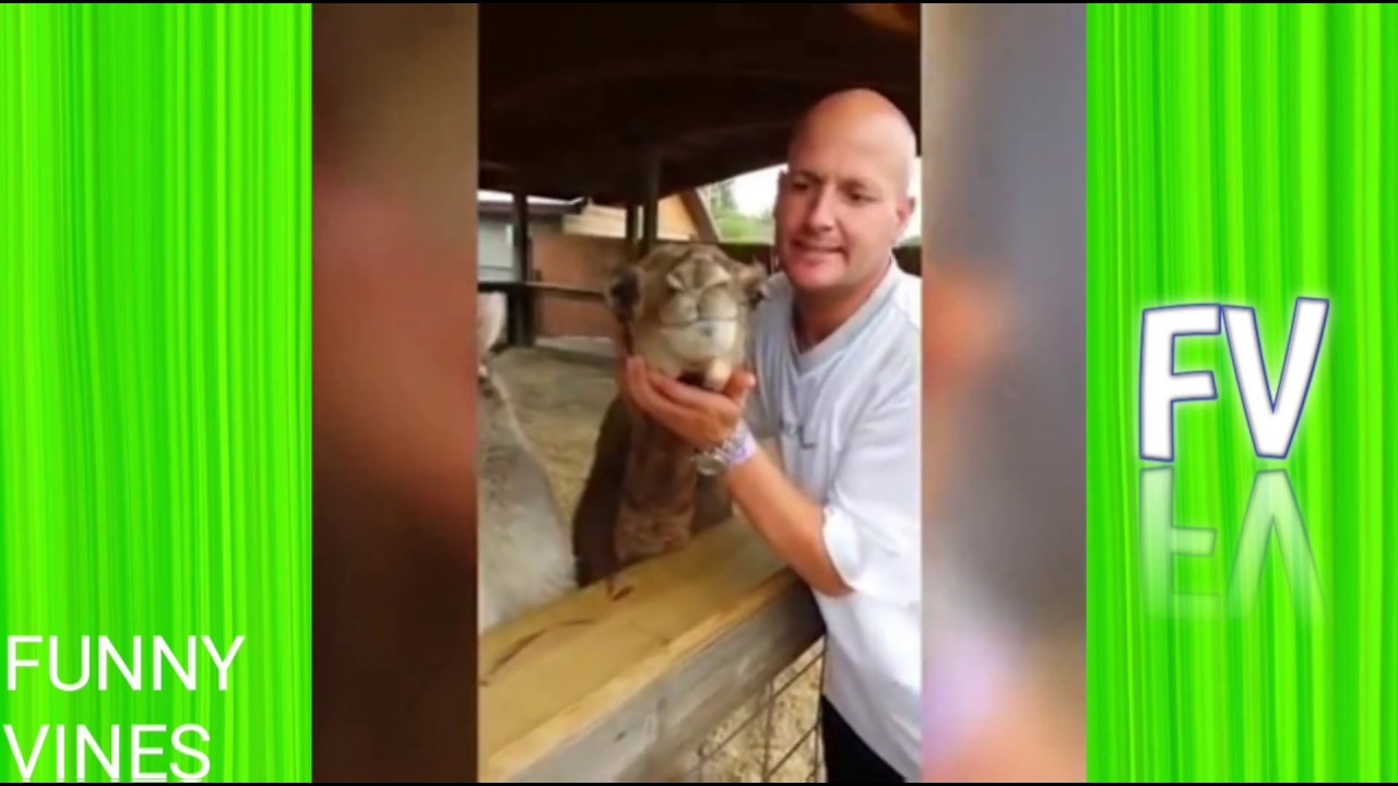 Funny animals | best vines | part 1 - YouTube