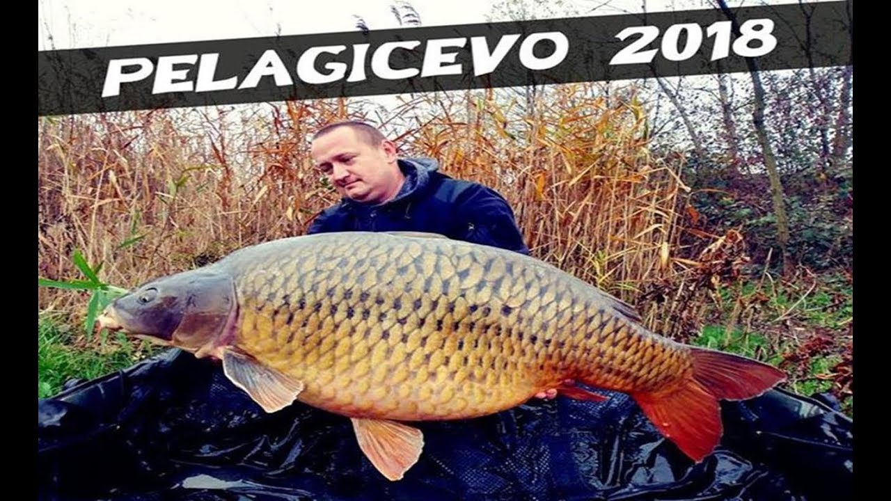 Pelagicevo 2018 / Easyfishing.pl - YouTube