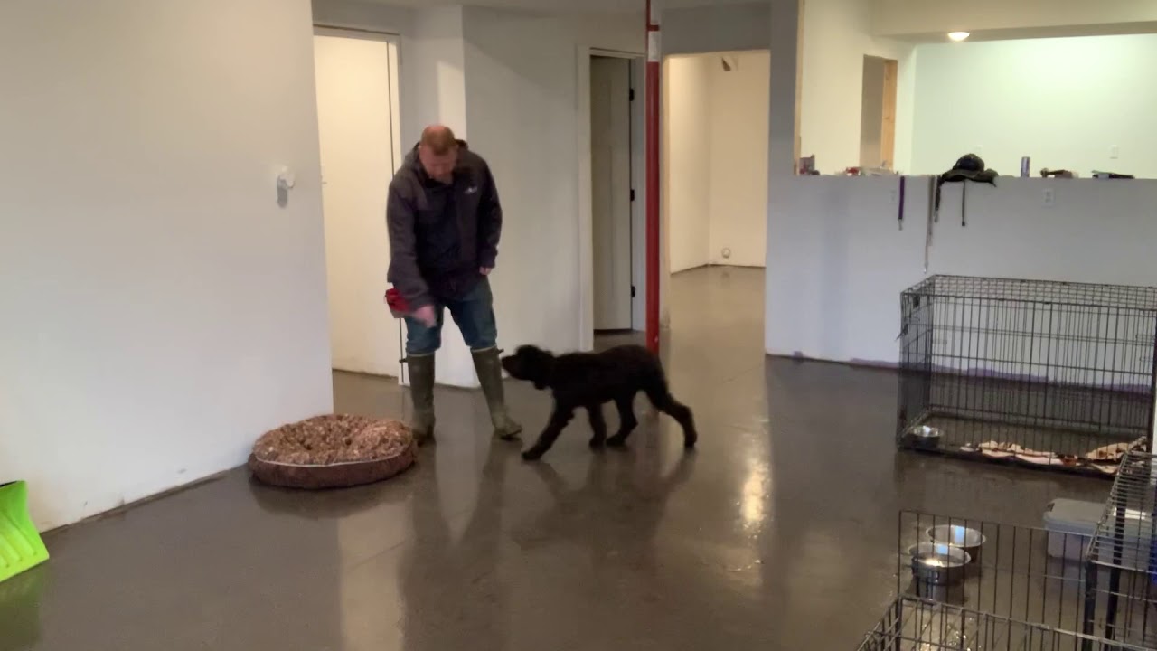 How to train a dog the Place command - YouTube