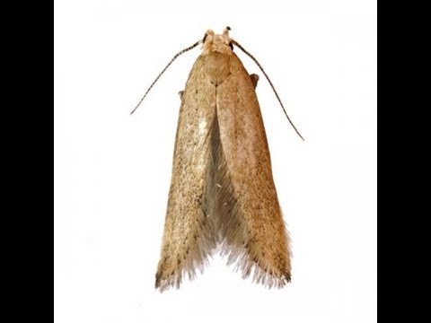 Insectos asquerosos (La palomilla bandeada) - YouTube