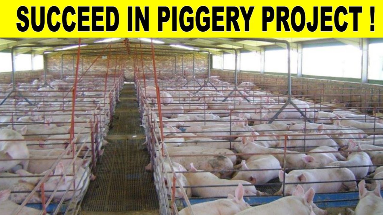 Consider This Before Setting up A Successful piggery Enterprise Part 2 ...