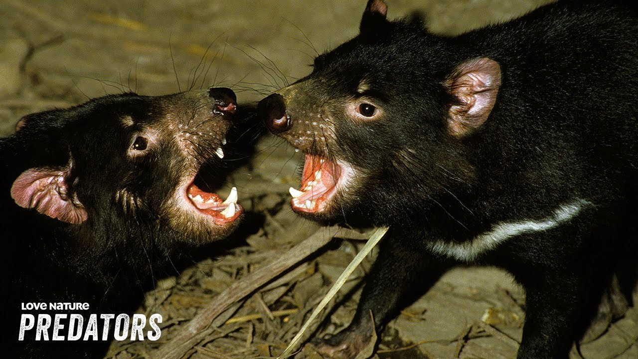 Why do Devils Fight When They Mate? | Secret Life of the Tasmanian Devil 102 - YouTube