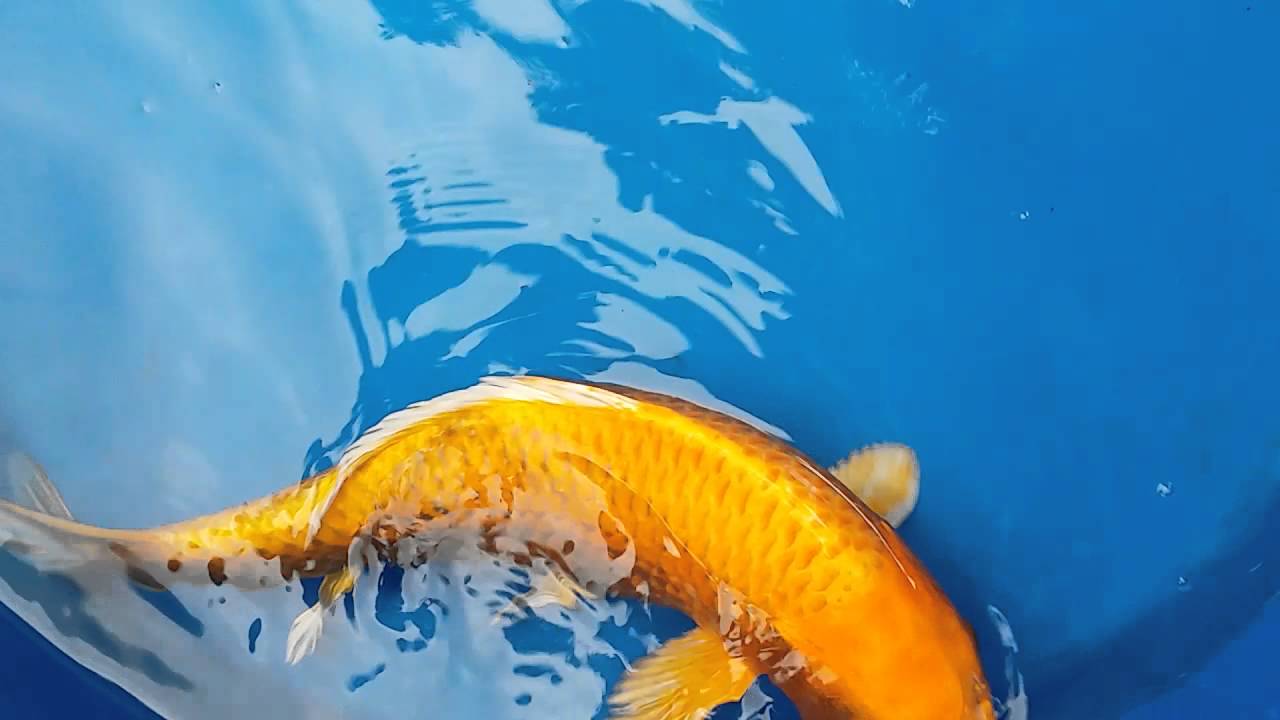 Orange Ogon 17 inches female - YouTube