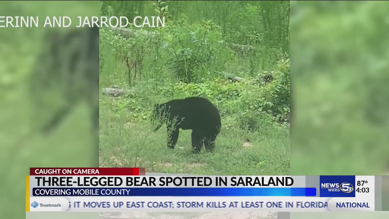 Three Legged Bear