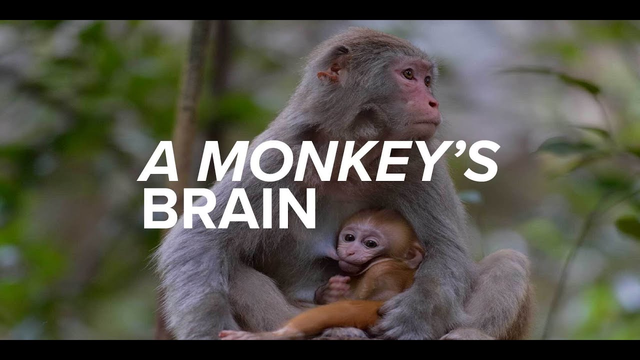 Inside a Monkey's Brain - YouTube
