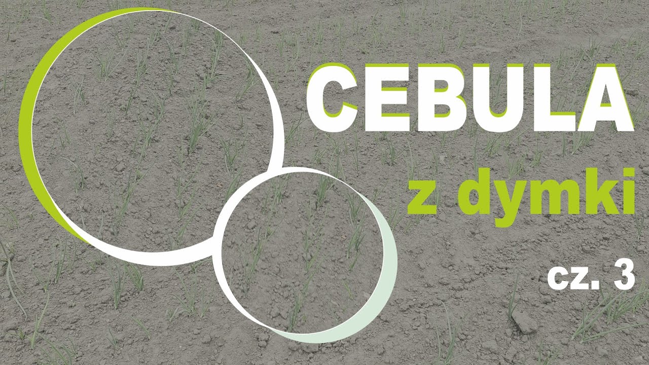 Cebula z dymki sezon 2025 cz. 3🧅🧅🧅 - YouTube