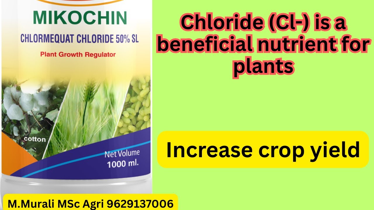Chloride (Cl-) is a beneficial nutrient for plants - YouTube