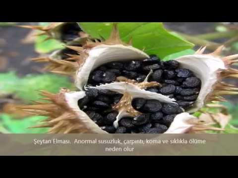 Dünya Üzerindeki En Zehirli Bitkiler - YouTube