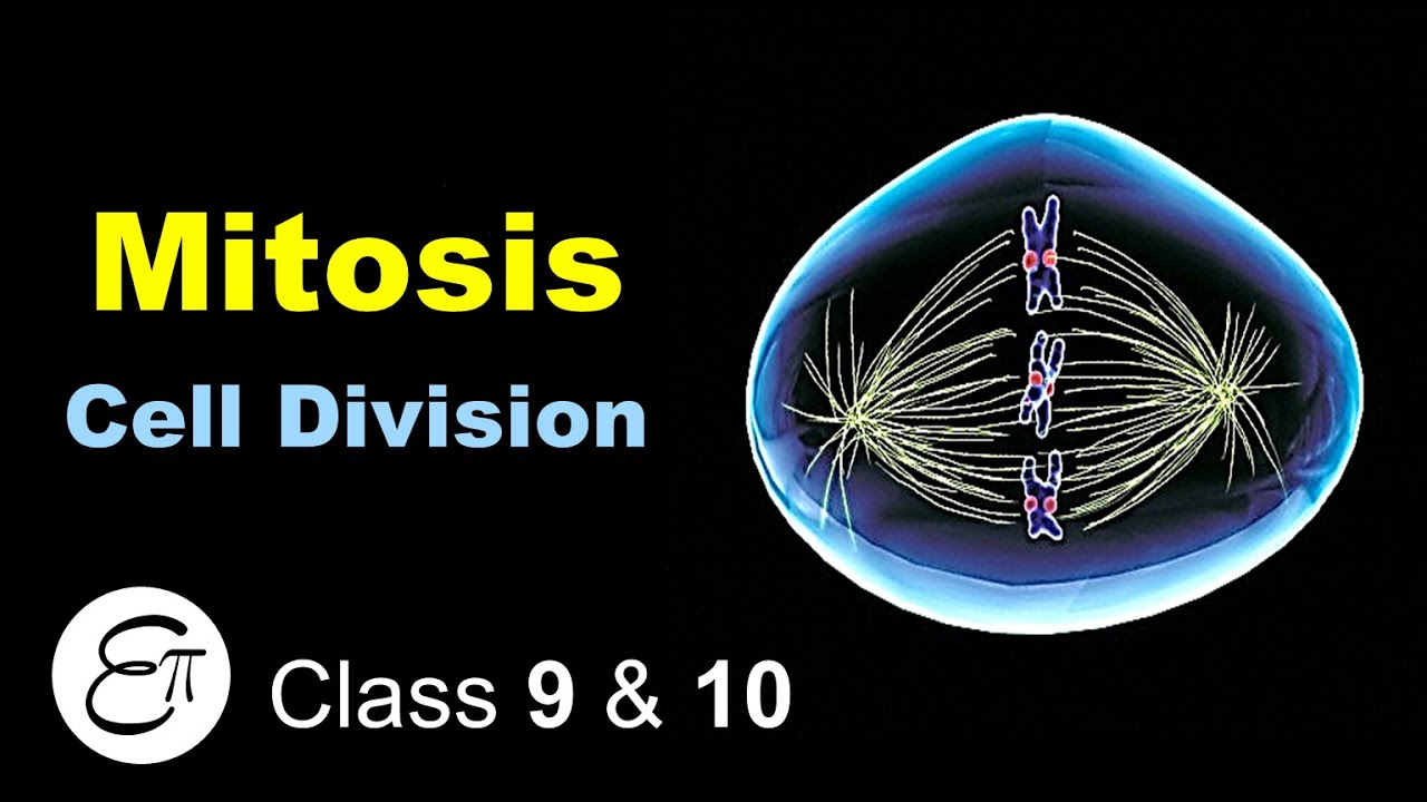 Mitosis (Cell Division) in Hindi - YouTube