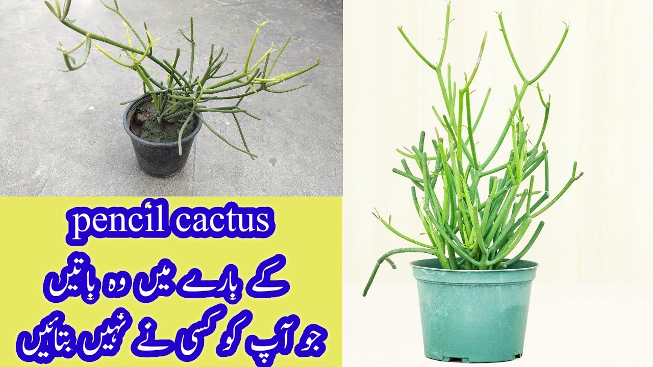 how to grow pencil cactus | pencil cactus care | pencil cactus ...